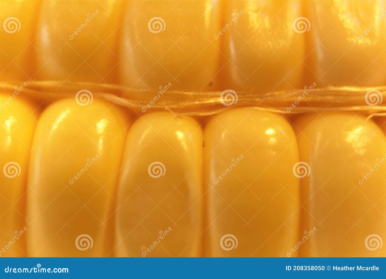 Close Up of Corn Silk Nestled between Raw Kernels Stock Photo - Image ...
