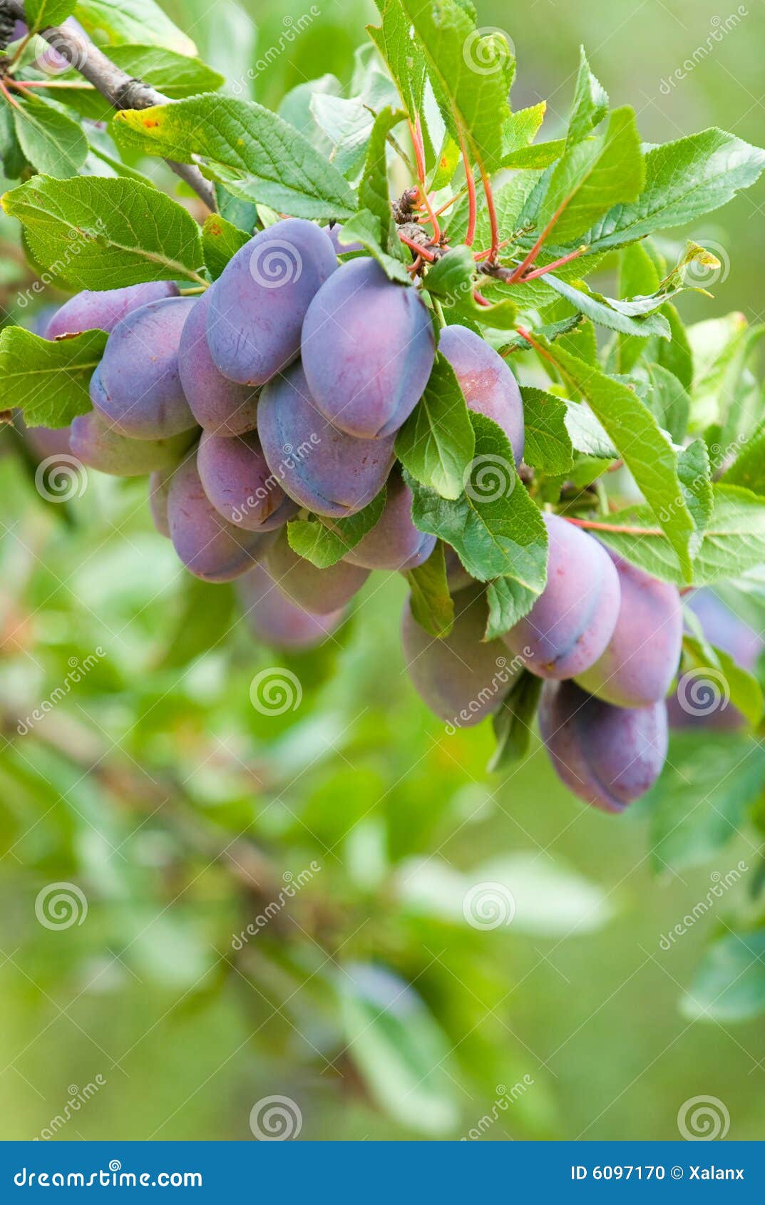 Plums stock photo. Image of fall, healthy, harvest, bunch - 6097170