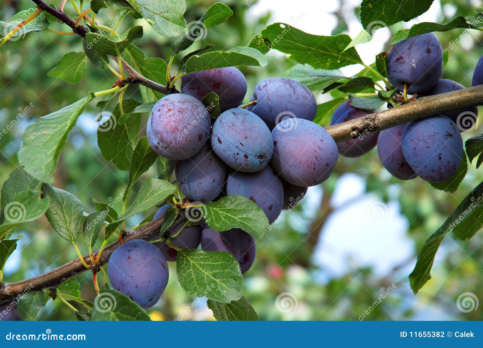 Plums 7 stock photo. Image of balanced, farm, harvest - 11655382