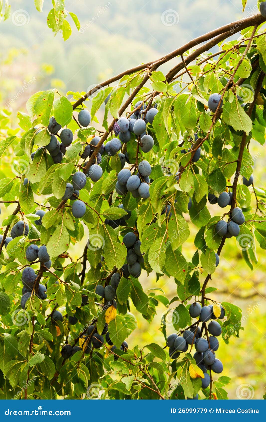 Plums in autumn stock image. Image of arangement, autumn - 26999779