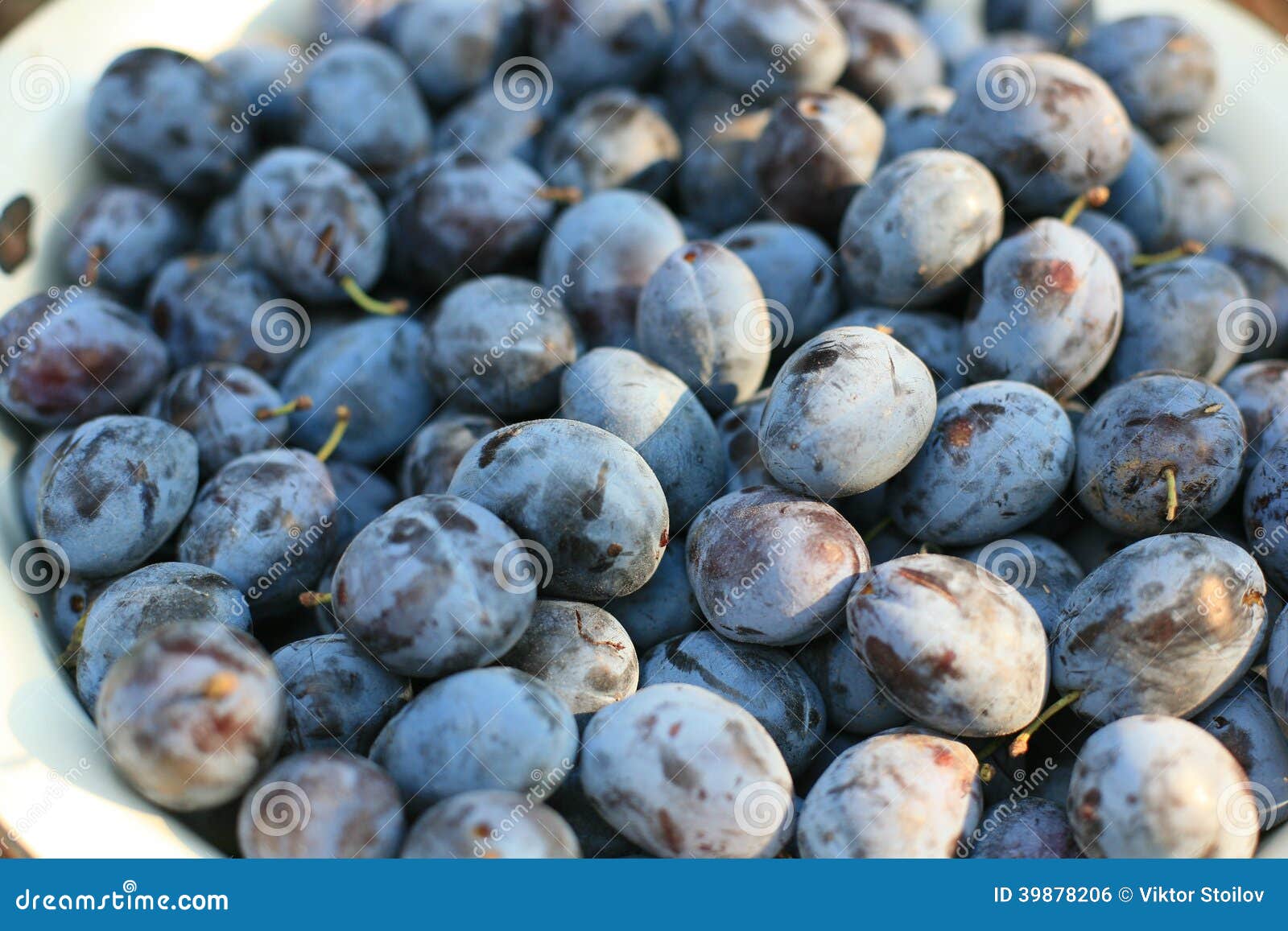 Plums stock photo. Image of close, bunch, seasonal, autumn - 39878206