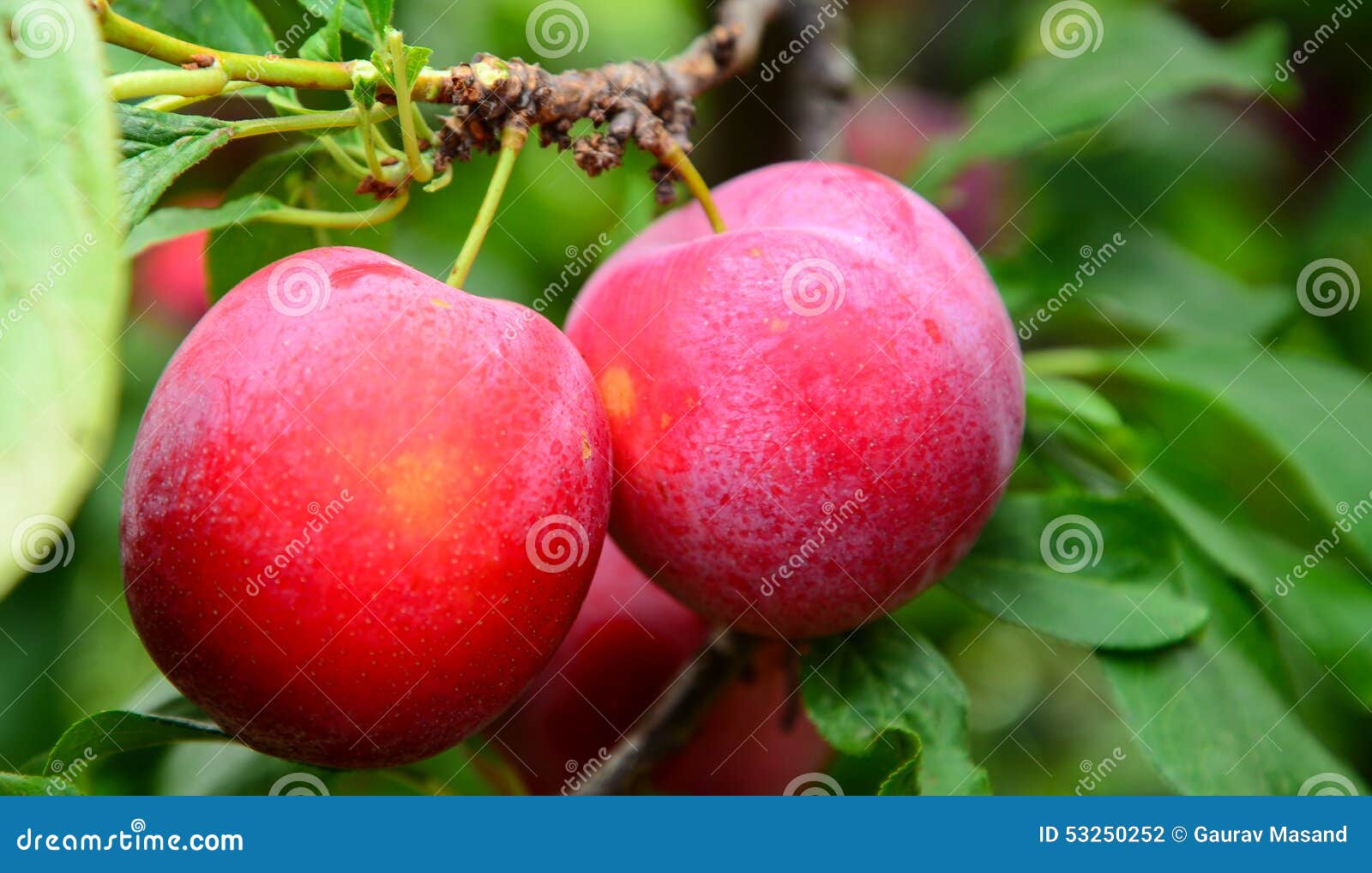 Plums stock photo. Image of fruit, ready, plum, summer - 53250252