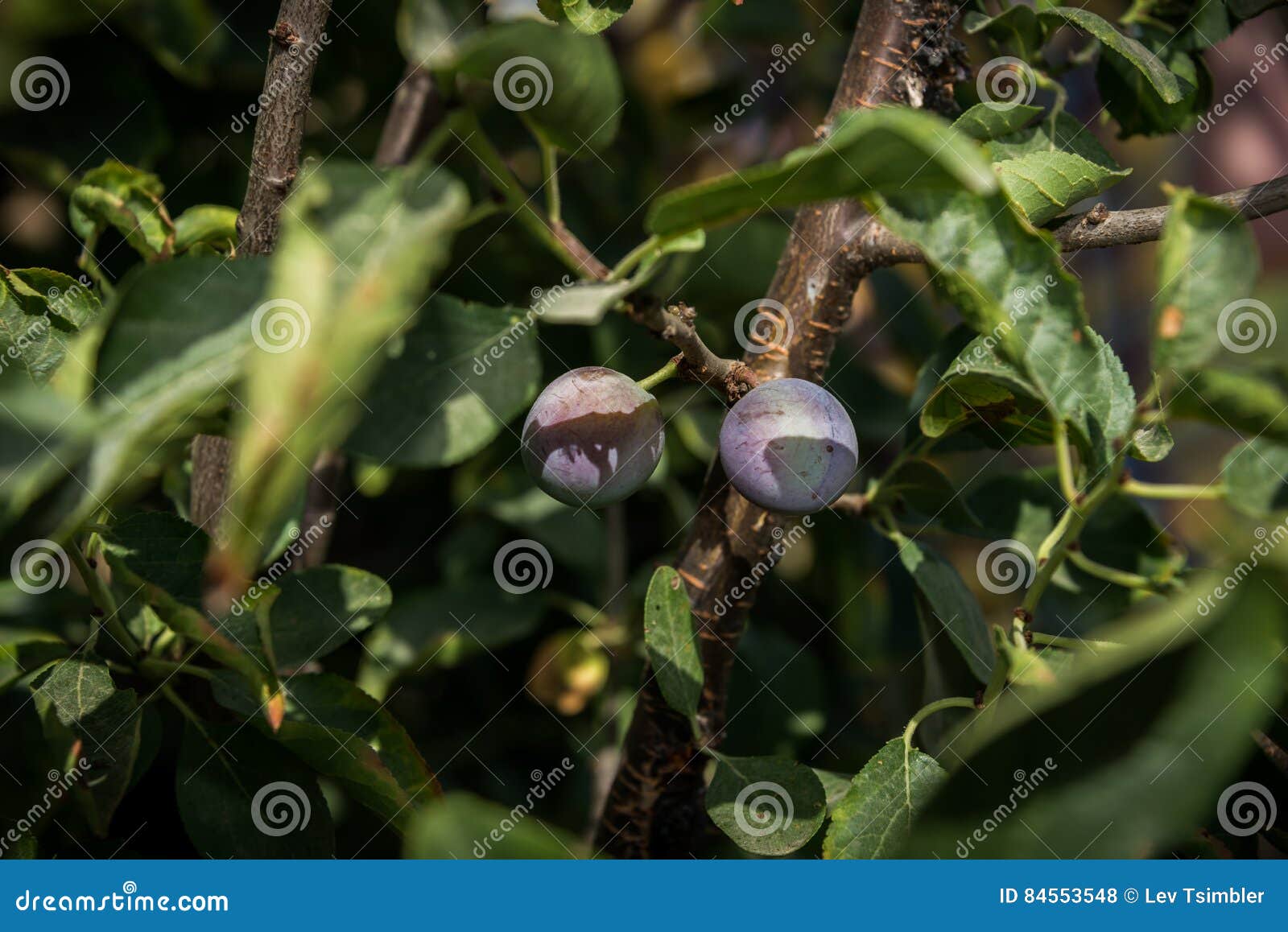 Plums growing at a farm stock photo. Image of fruit, picking - 84553548