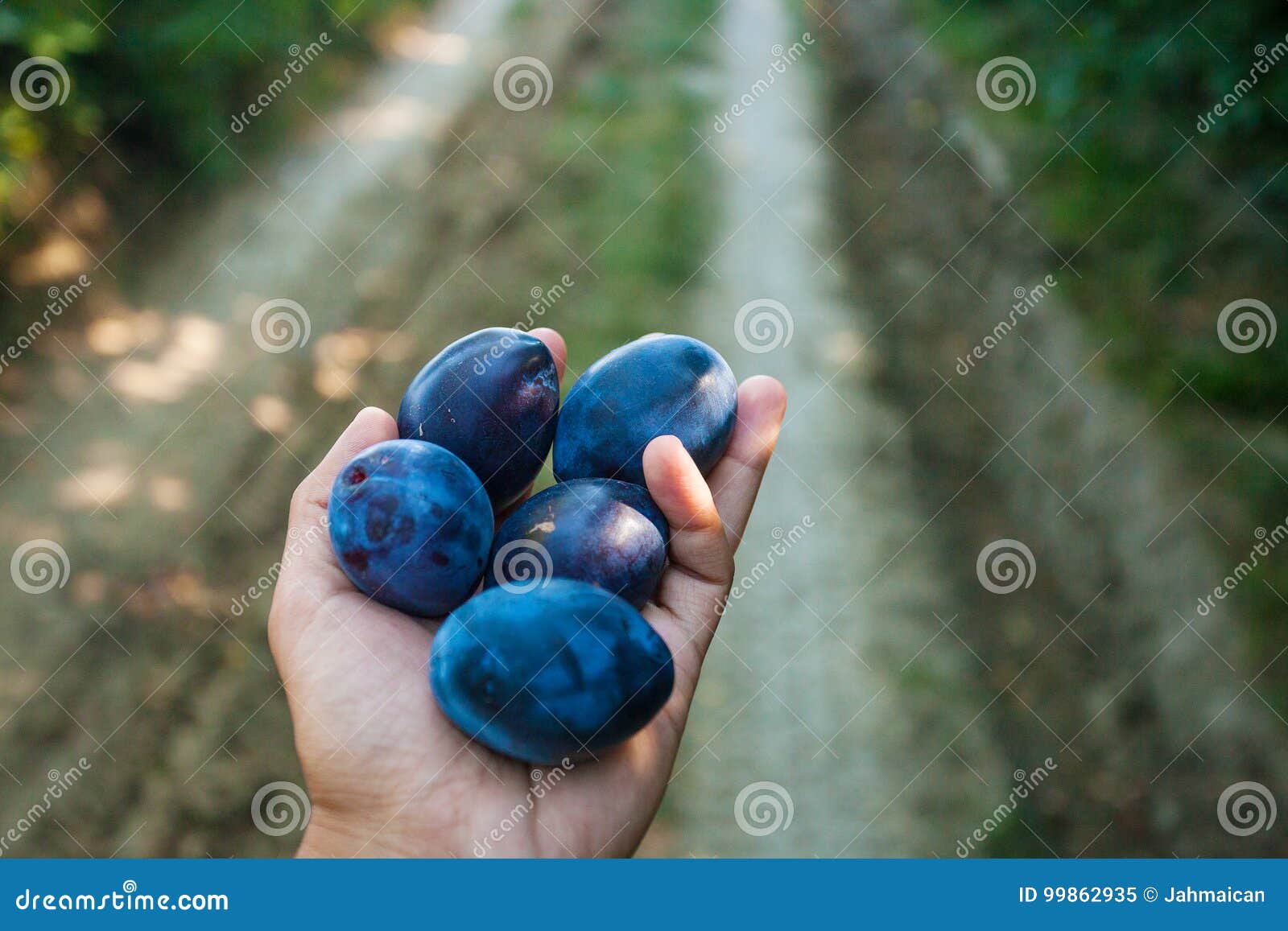 Plums in hand stock image. Image of food, hands, fruits - 99862935
