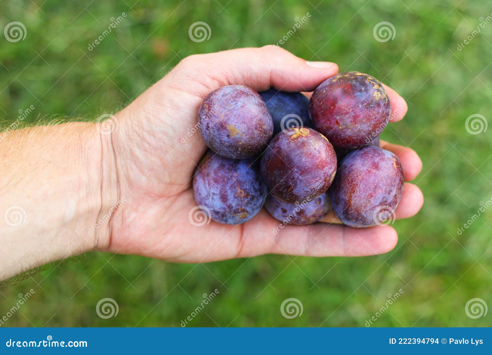 Plums in Hand on Green Background Stock Photo - Image of natural, fruit ...