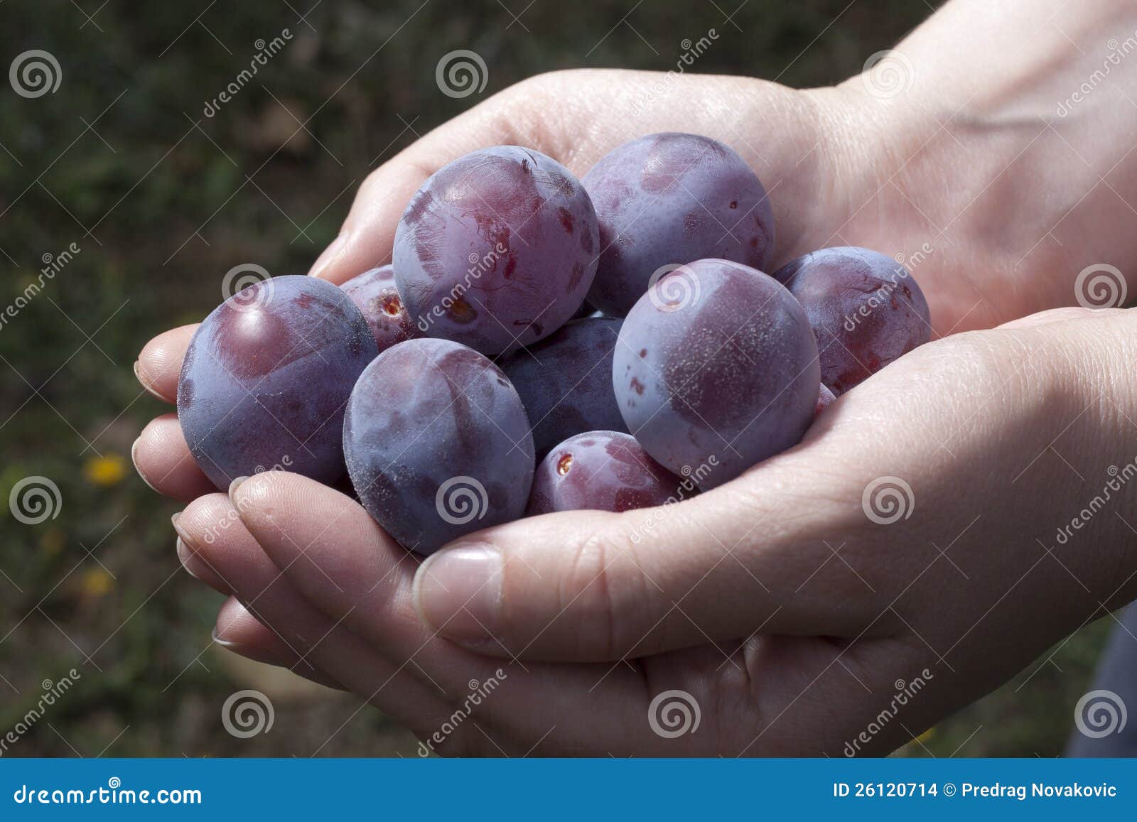 Plums in the hands stock photo. Image of hand, green - 26120714