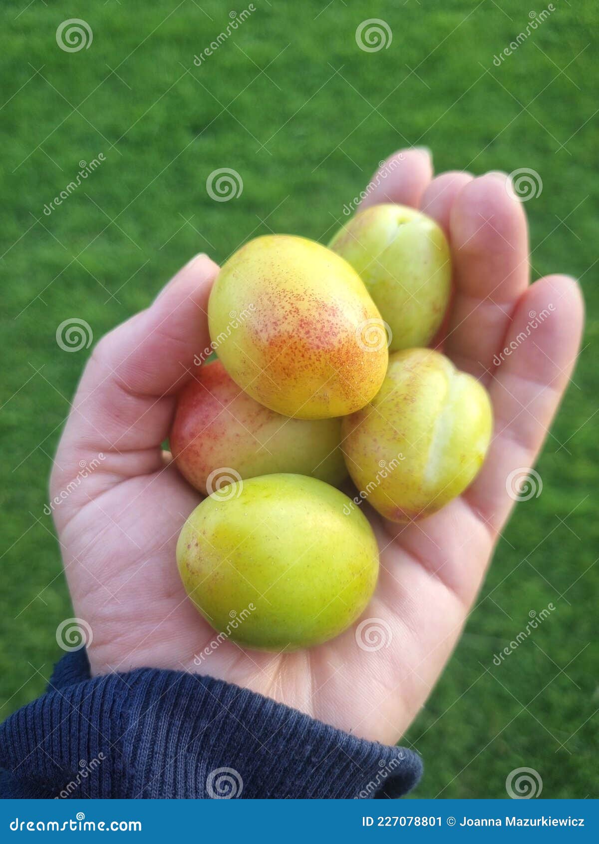 Plums in human hand stock image. Image of fruits, hand - 227078801