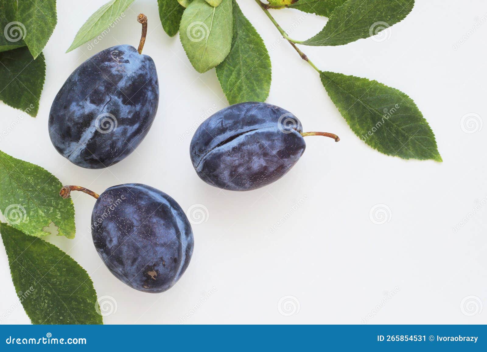 Blue Plums Fruit with Leaves on White Background. Top View. Real Close ...