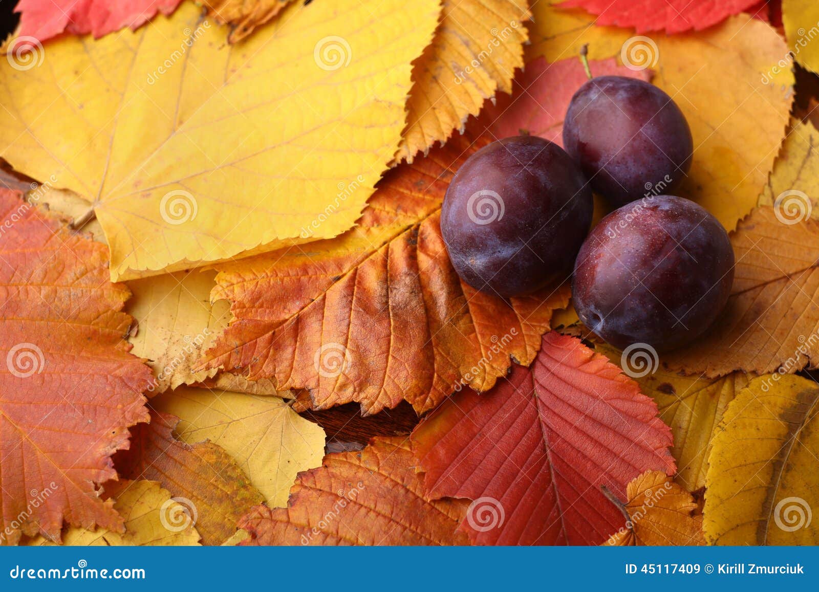 Plums over autumn leaves stock image. Image of purple - 45117409