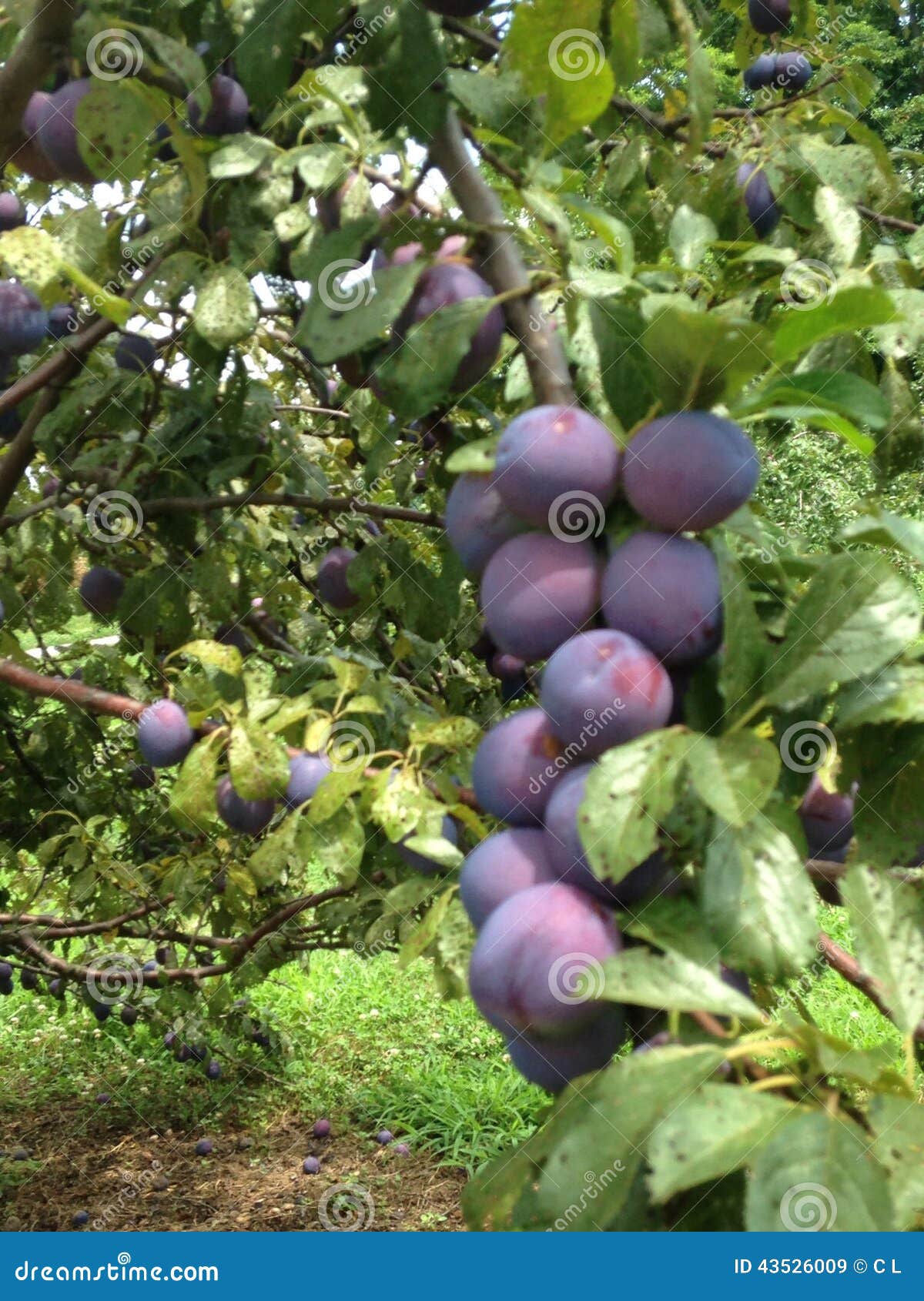 Plums stock image. Image of orchard, picked, fruit, plums - 43526009