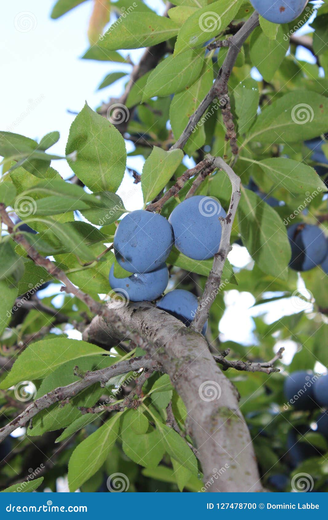 Plums stock photo. Image of ready, fall, orchard, nature - 127478700