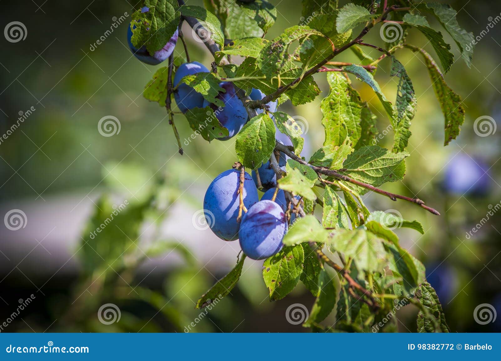 Plums stock photo. Image of fresh, branch, juicy, grow - 98382772