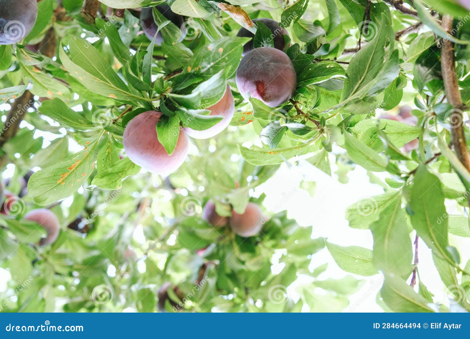 Plums Ripe on Branch, Close Up. Ripe Plums on a Tree Branch in the ...