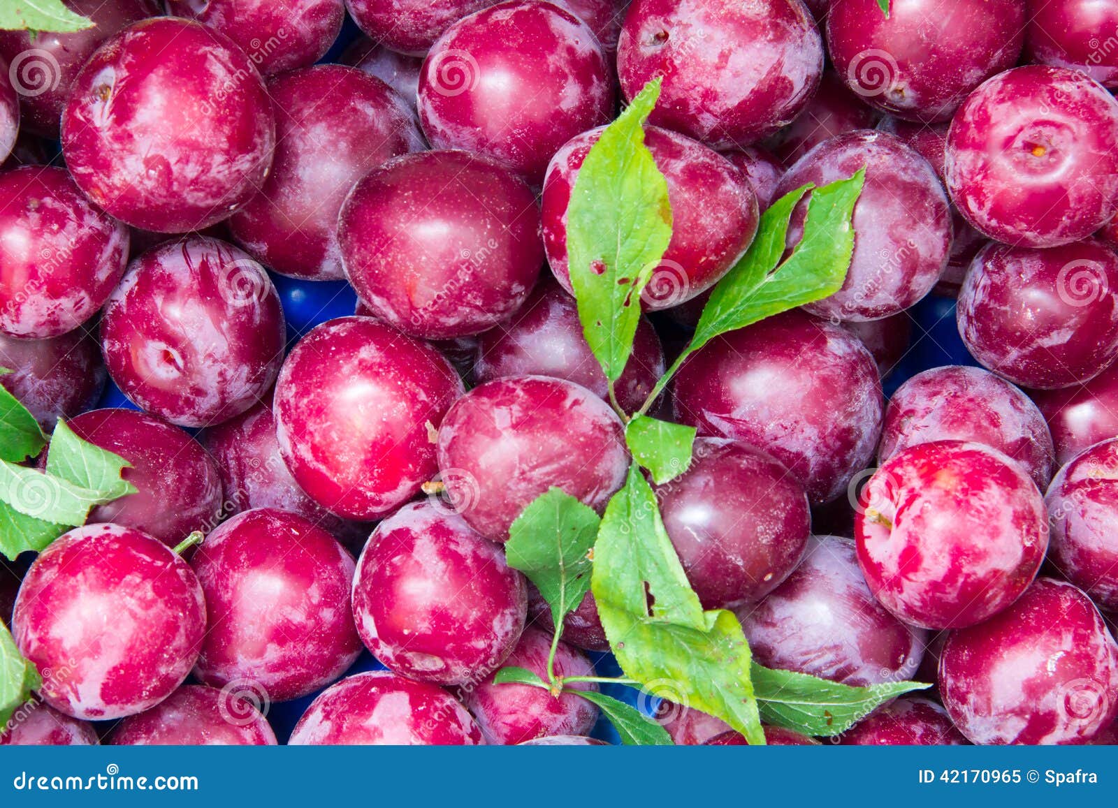 Plums seen up close stock image. Image of medicine, health - 42170965