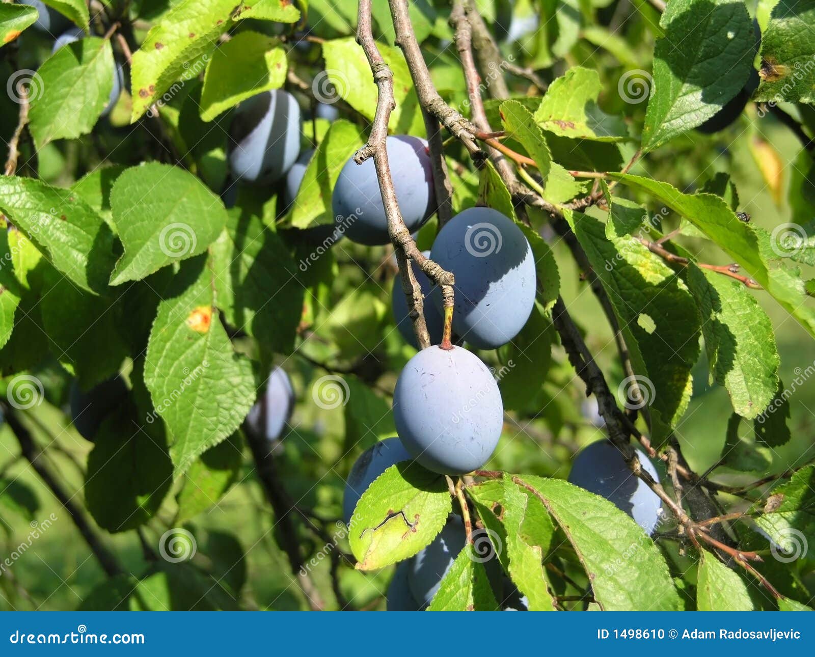Plums on tree stock photo. Image of leafs, blue, tree - 1498610