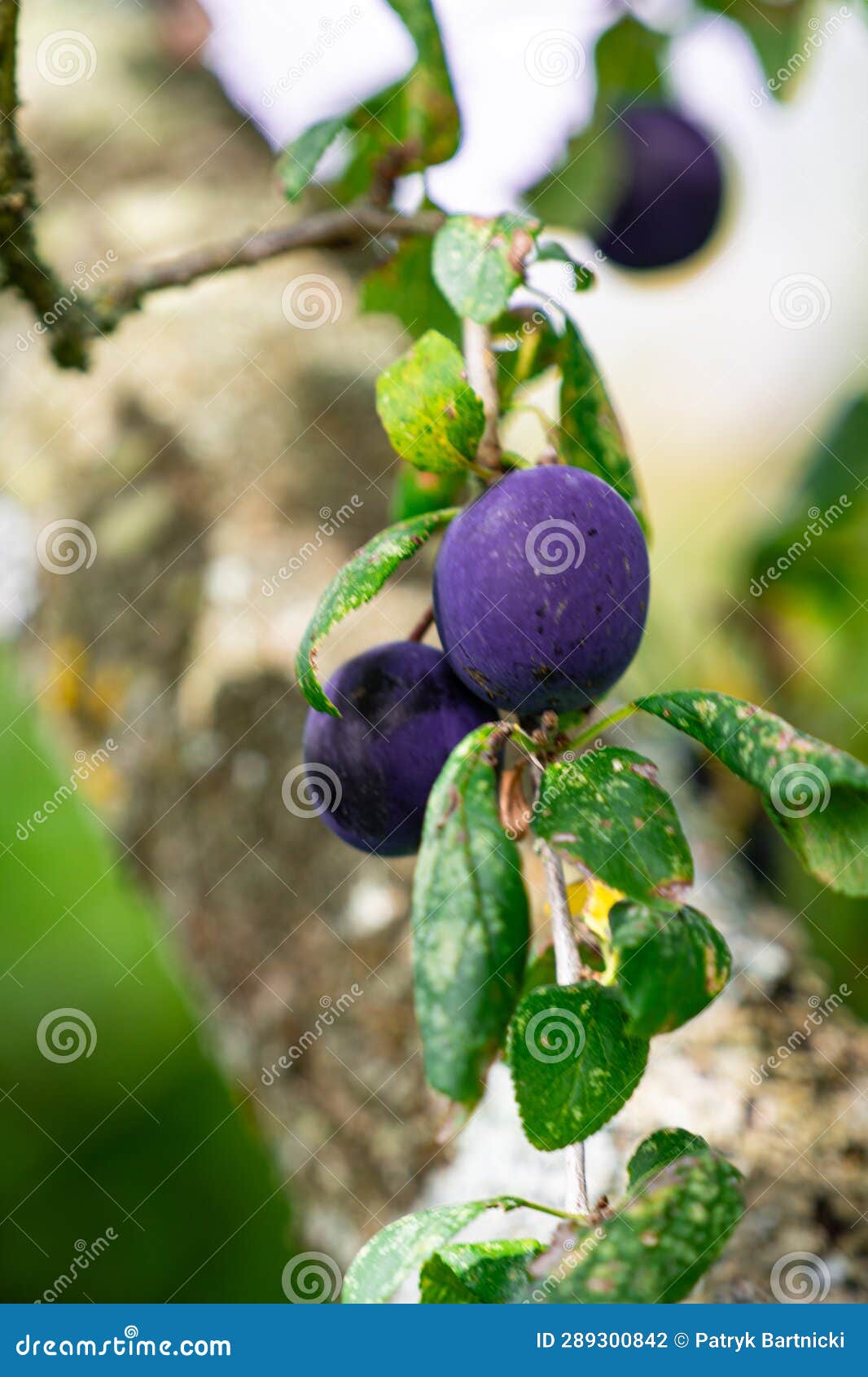 Plums on tree branch stock photo. Image of tree, purple - 289300842