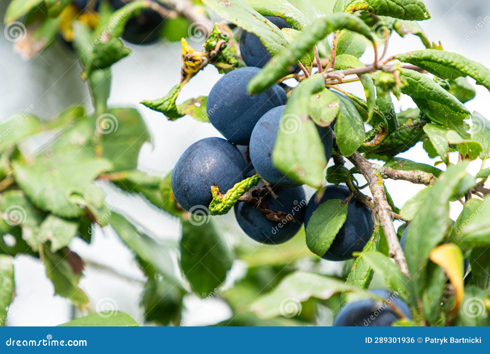 Plums on tree branch stock photo. Image of produce, food - 289301936