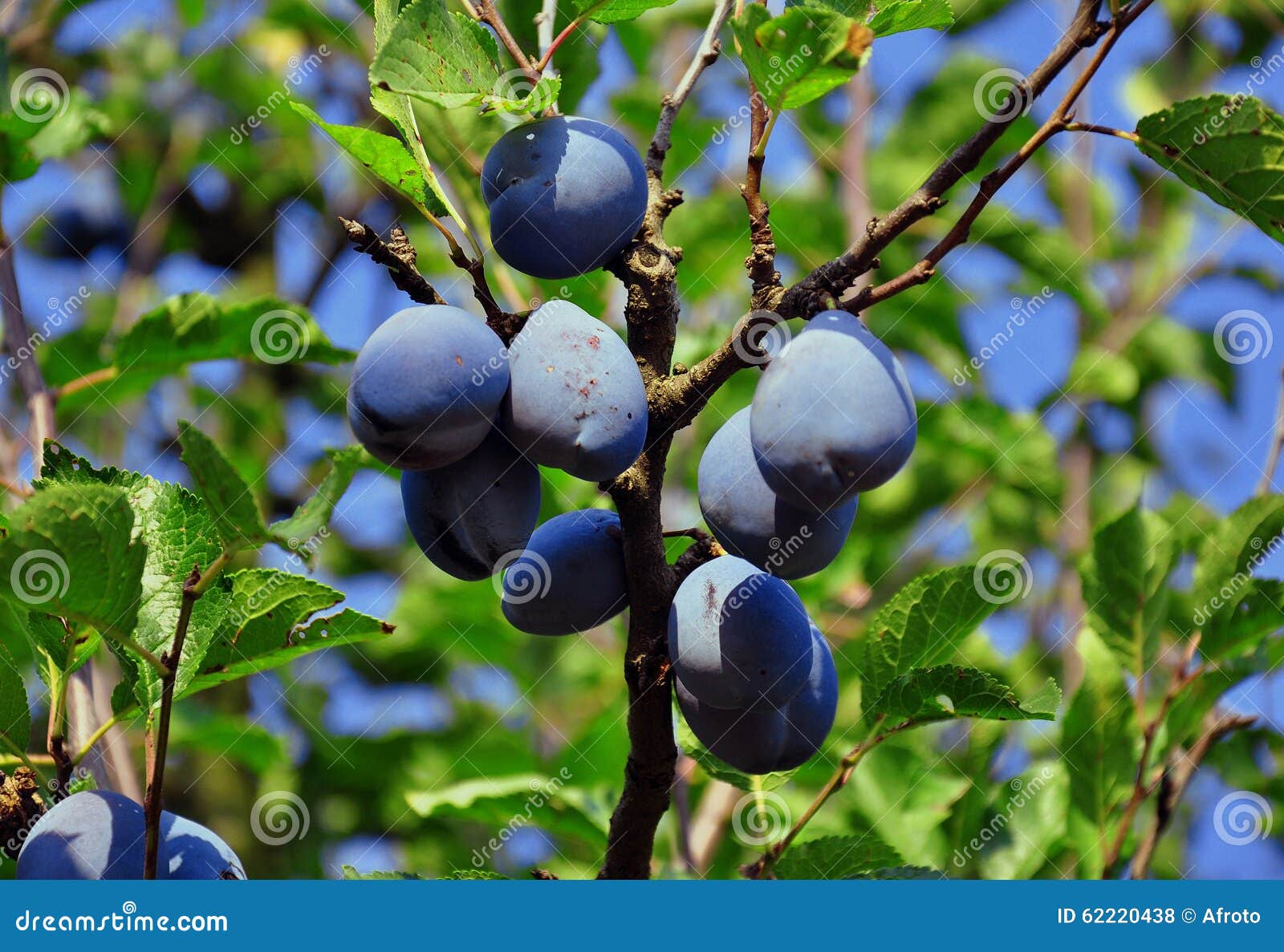 Plums on the tree stock photo. Image of garden, harvest - 62220438