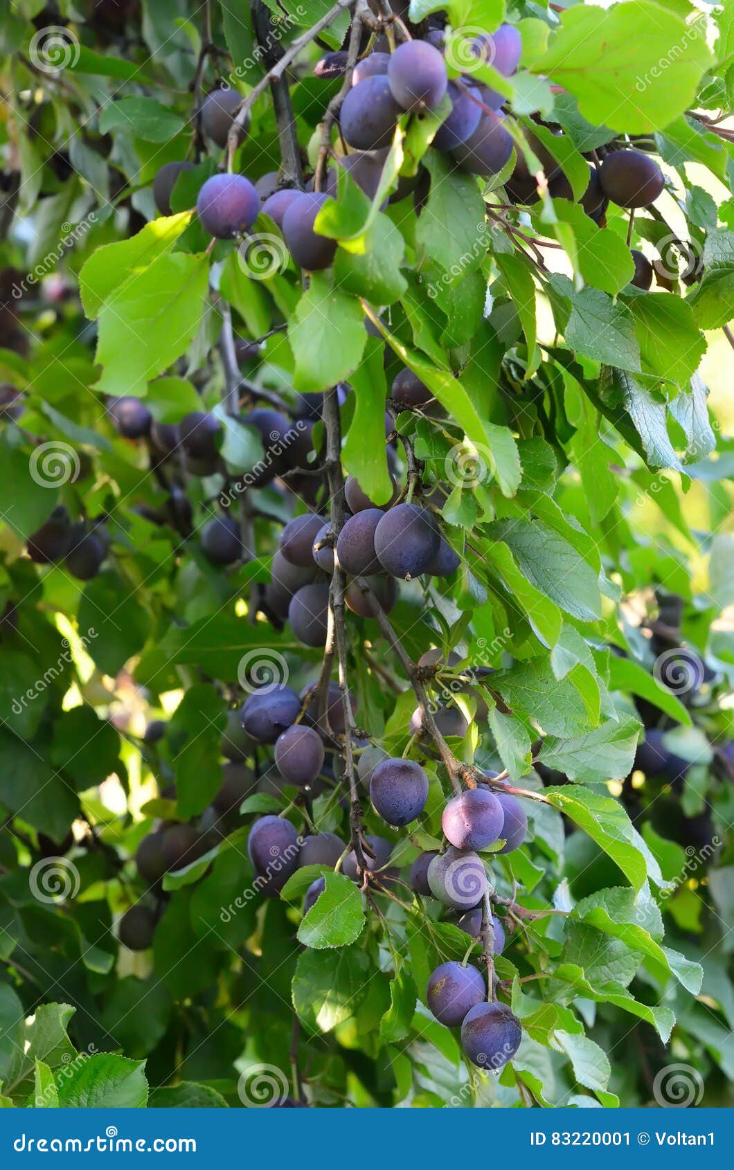 Plums on the tree stock image. Image of outdoor, grow - 83220001