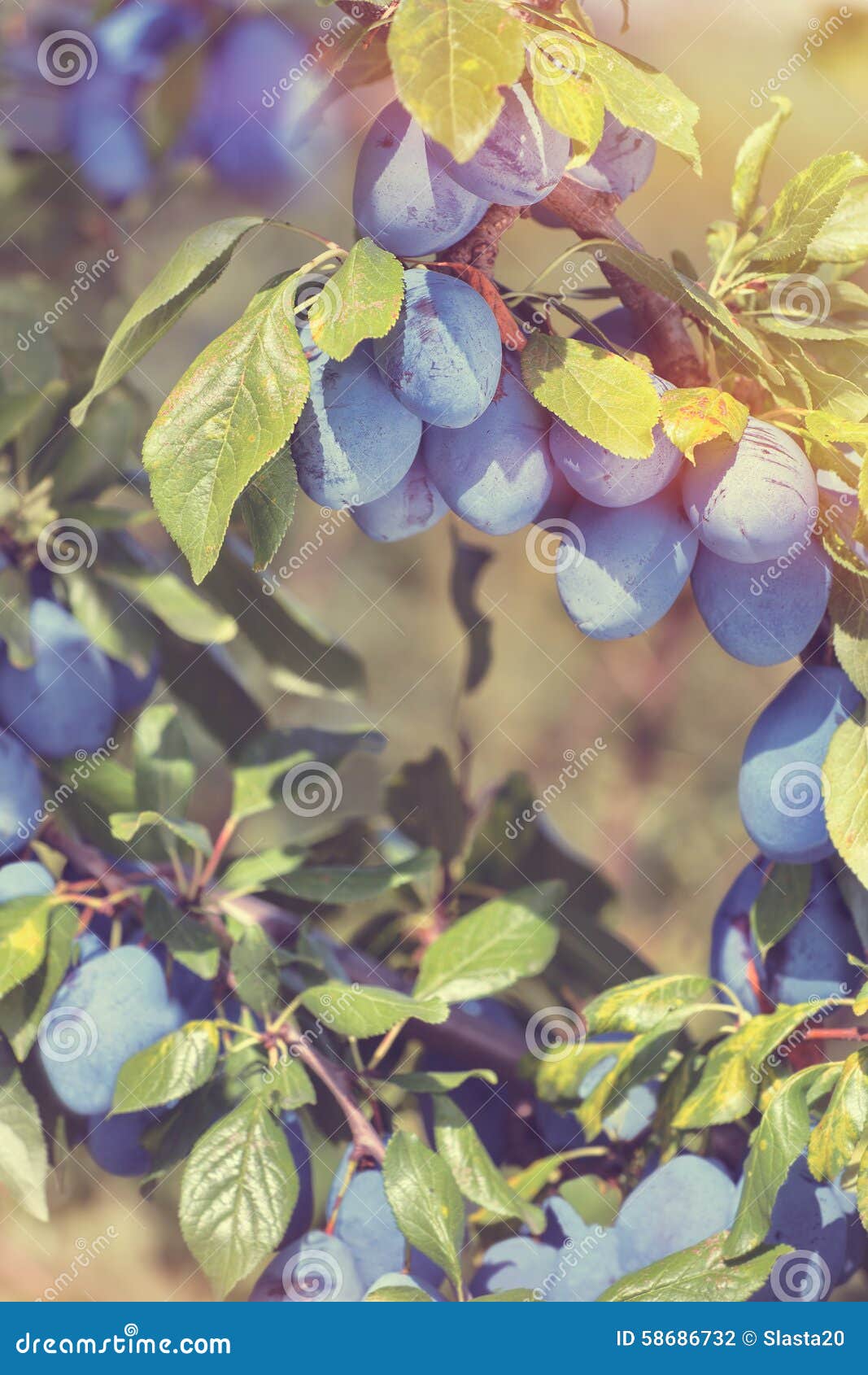 Plums on tree stock photo. Image of juicy, freshness - 58686732