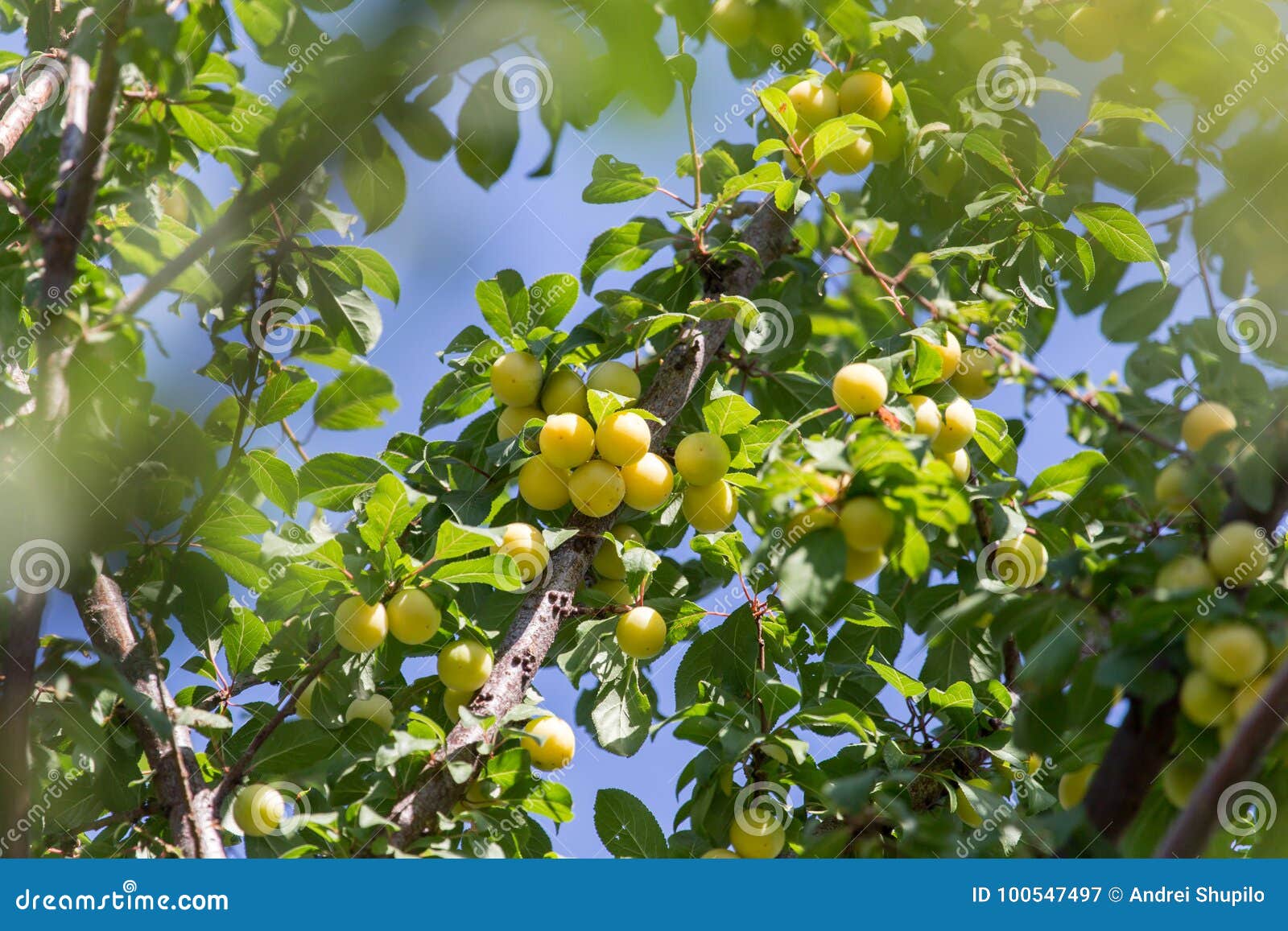 Plums on the tree . stock image. Image of fruits, juicy - 100547497