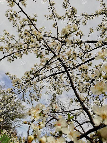 Plums Which Flourished in the Early Spring, Stock Photo - Image of ...