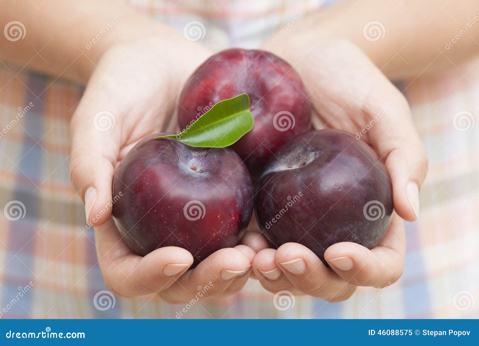 Plums in woman s hands stock image. Image of fruit, berry - 46088575