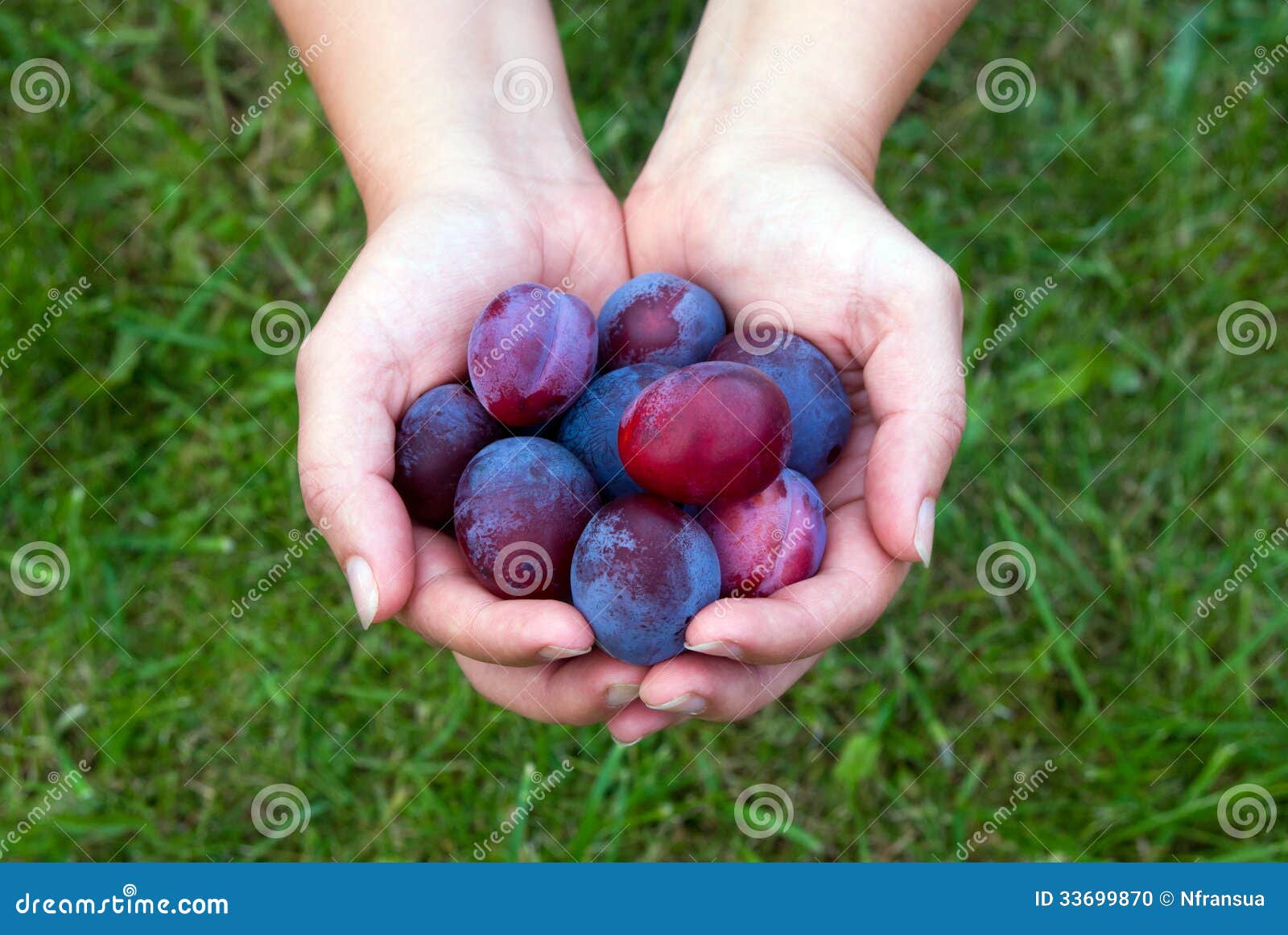 Plums stock photo. Image of macro, nature, handful, eating - 33699870