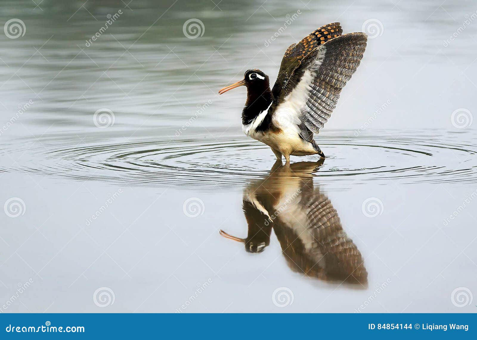 Plus grand Peindre-Snipe photo stock. Image du fond, vert - 84854144