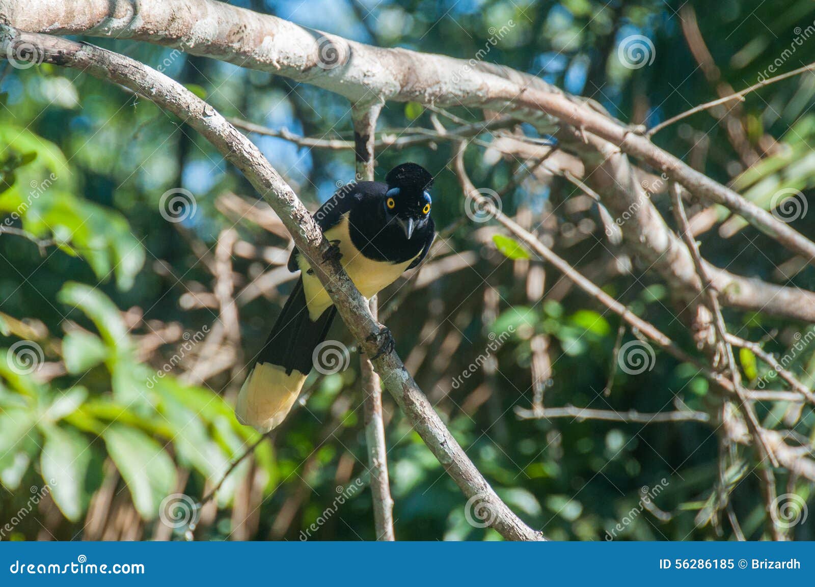 Plush-crested Jay Bird, Pantanal, Brazil Stock Image - Image of ...