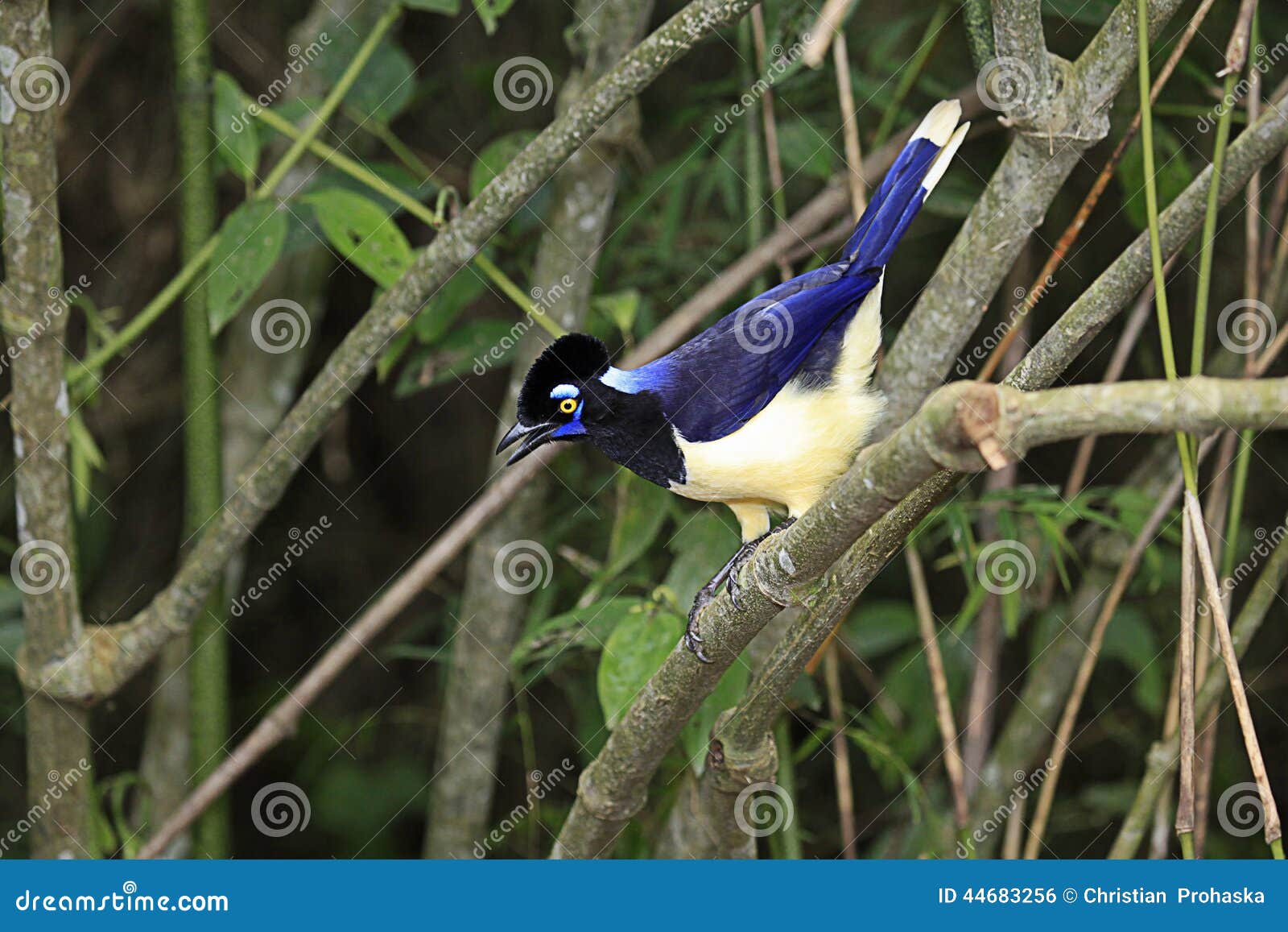 Plush-crested Jay Bird, Pantanal, Brazil Stock Photography ...