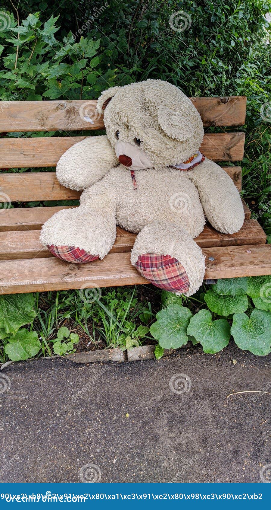 Plush Toy Bear on the Bench Stock Image - Image of bored, animals ...
