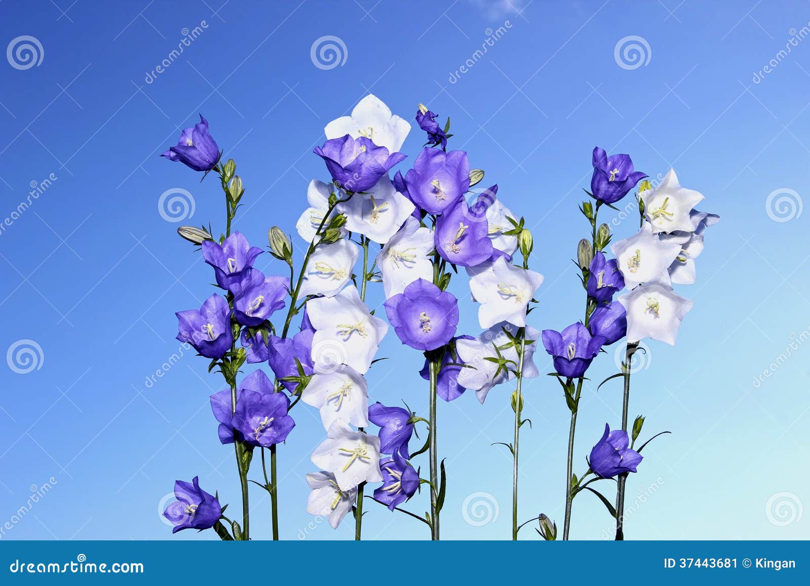 Plusieurs Fleurs De Cloche Violettes Et Blanches Image stock - Image du ...