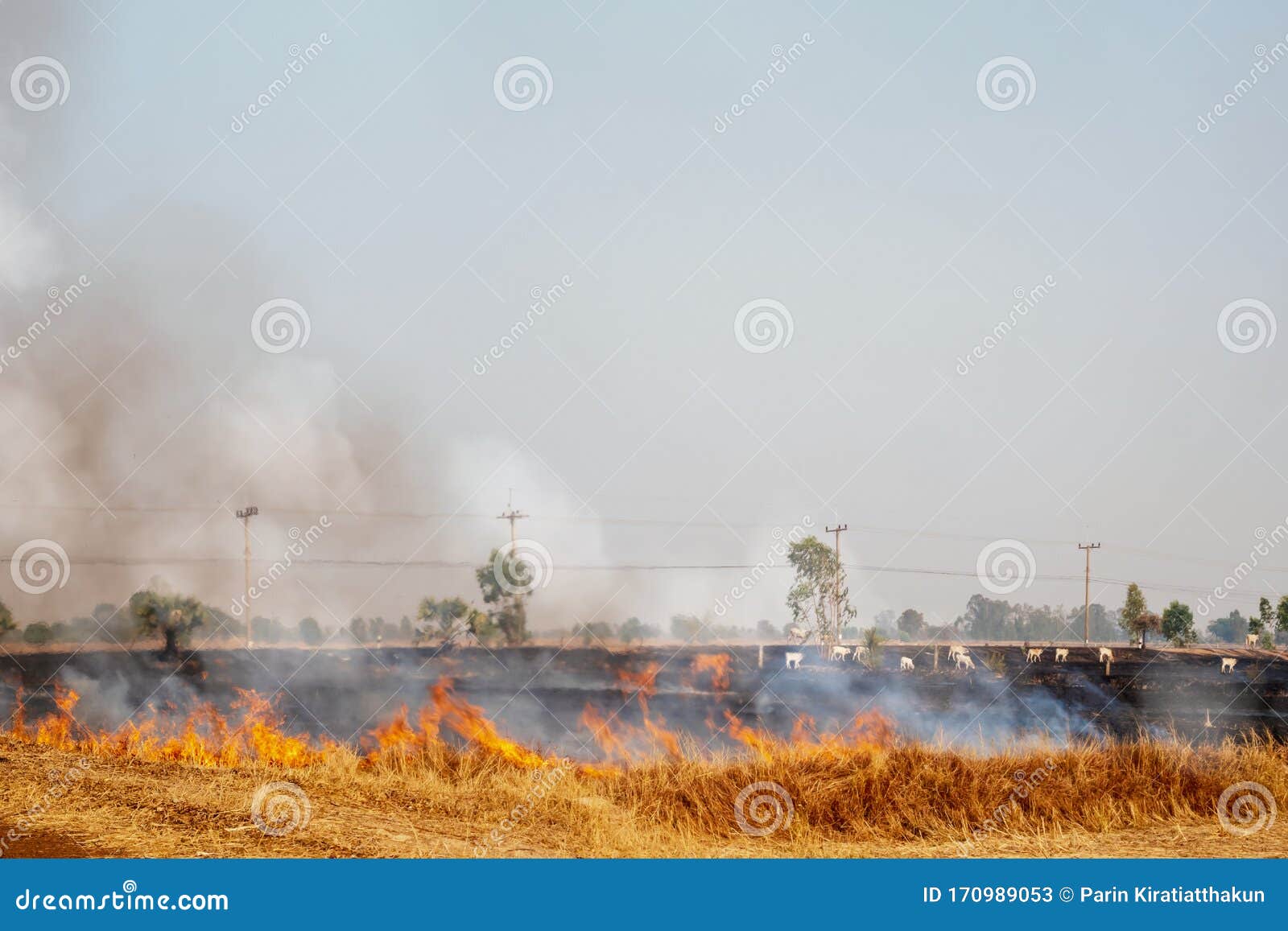PM 2.5 Air Pollution Problem from Rice Burning in Rice Fields. Stock ...