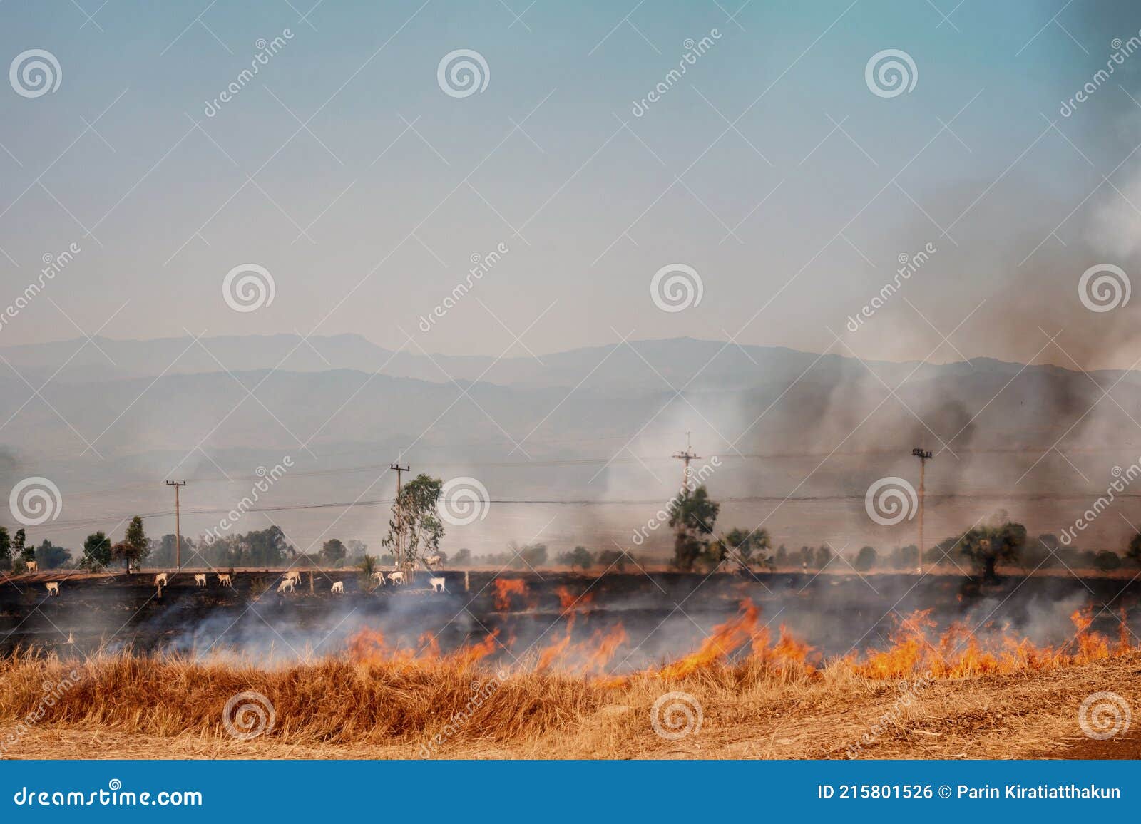 PM 2.5 Air Pollution Problem from Rice Burning in Rice Fields by ...