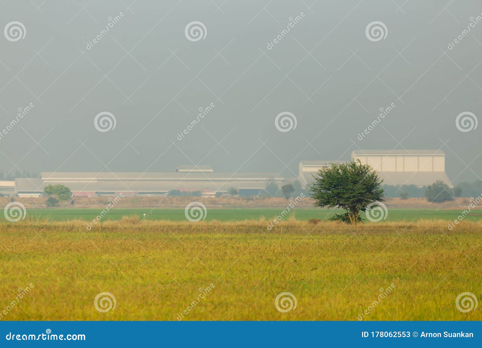 PM 2.5 Dust in the Morning at Rice Field Stock Image - Image of nature ...