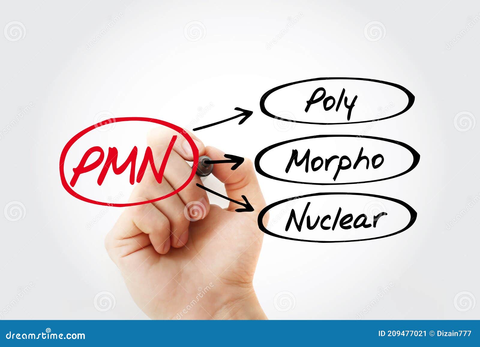 PMN - PolyMorphoNuclear Acronym Stock Illustration - Illustration of ...