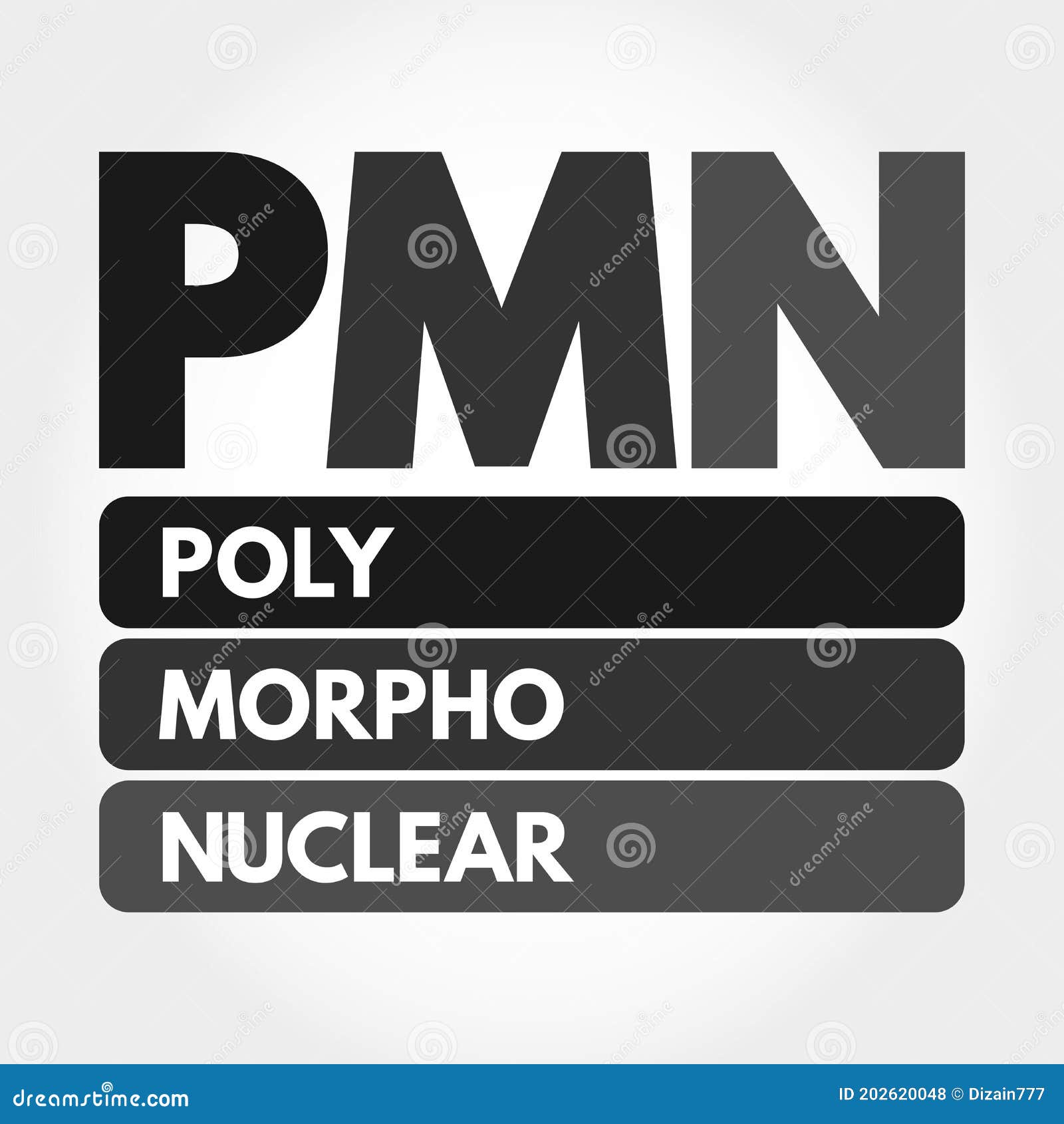 Neutrophil . Polymorphonuclear PMN . White Blood Cells With ...