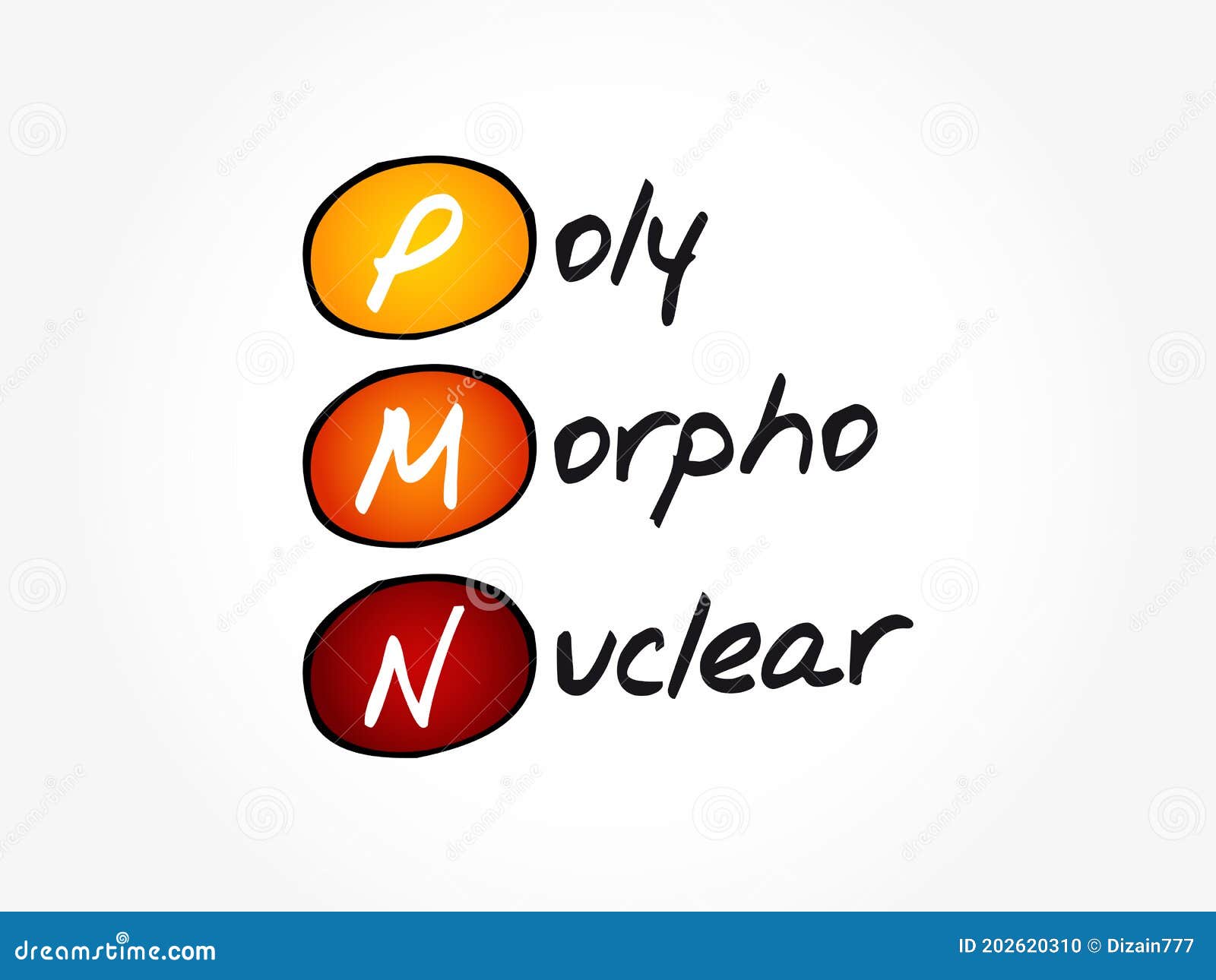 Neutrophil . Polymorphonuclear PMN . White Blood Cells With ...
