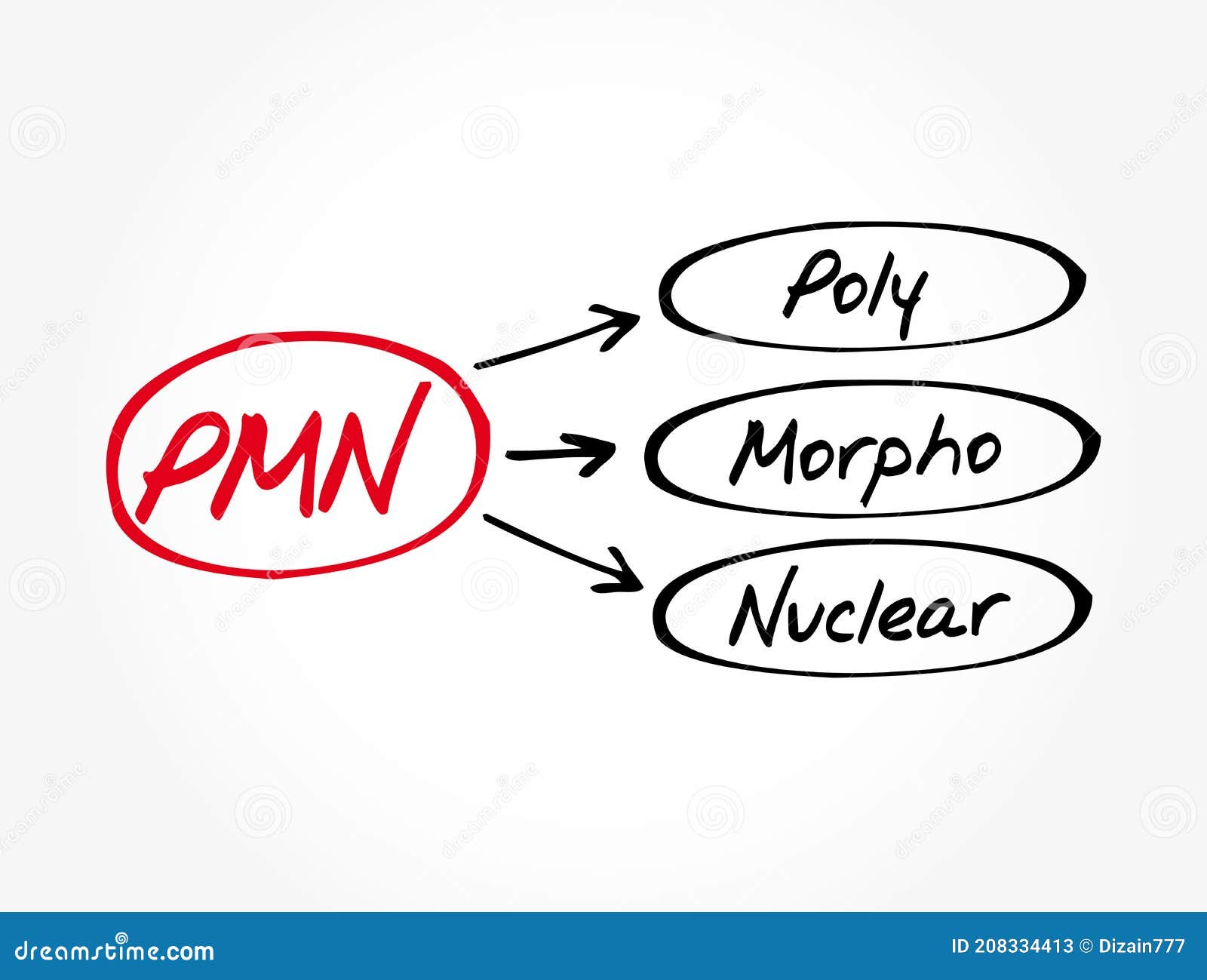 Neutrophil . Polymorphonuclear PMN . White Blood Cells With ...