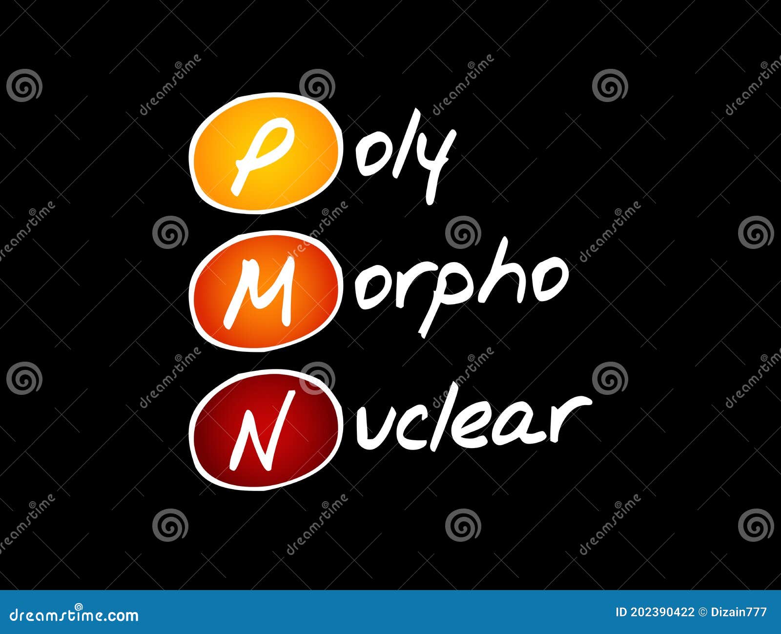 Neutrophil . Polymorphonuclear PMN . White Blood Cells With ...