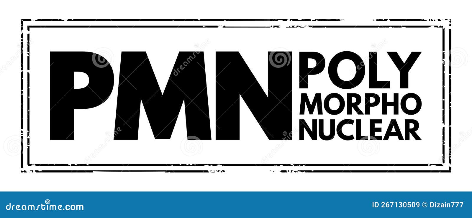 PMN PolyMorphoNuclear - Having A Nucleus With Several Lobes And A ...