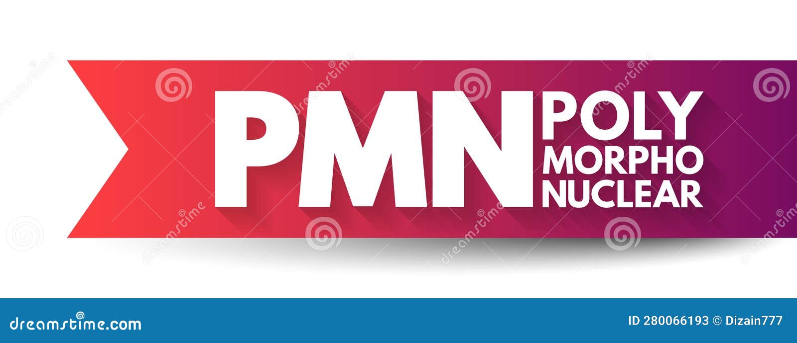 PMN PolyMorphoNuclear - Having a Nucleus with Several Lobes and a ...