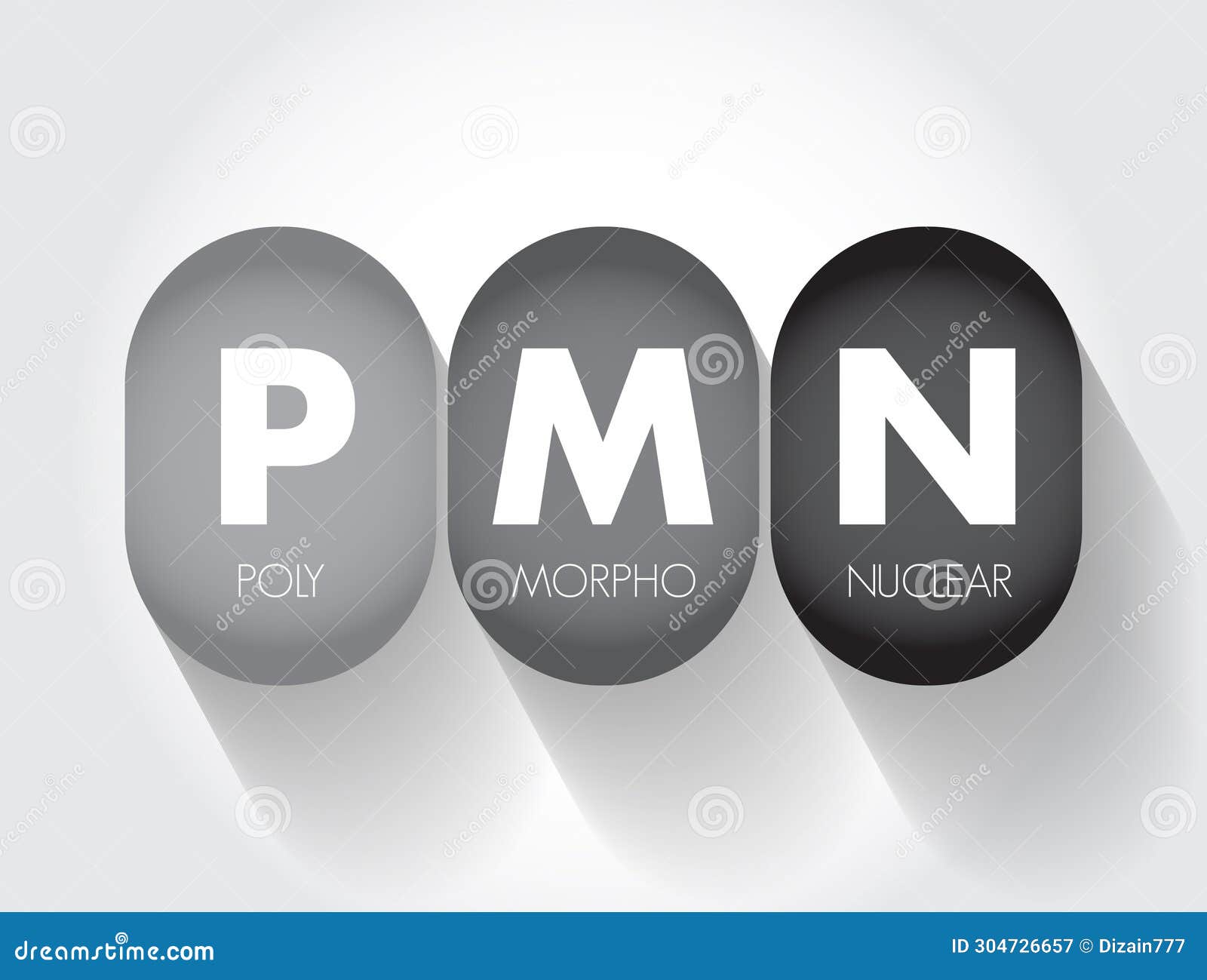 PMN PolyMorphoNuclear - Having A Nucleus With Several Lobes And A ...