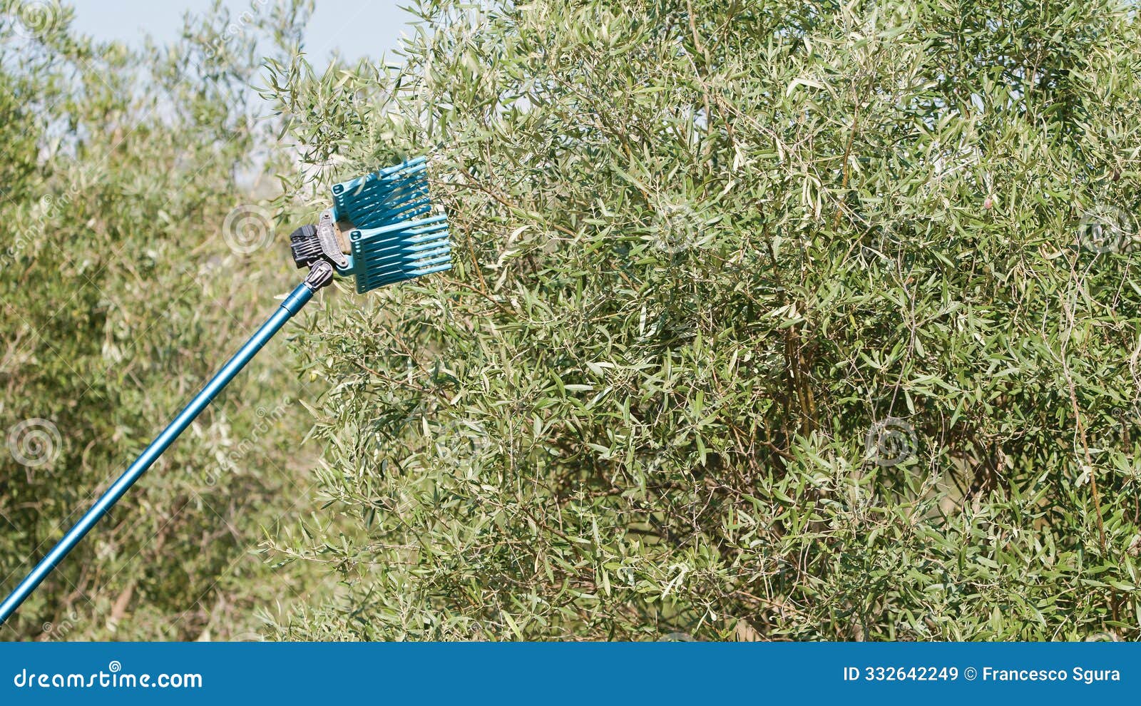 Pneumatic Olive Harvester on a Olive Tree Stock Image - Image of italy ...