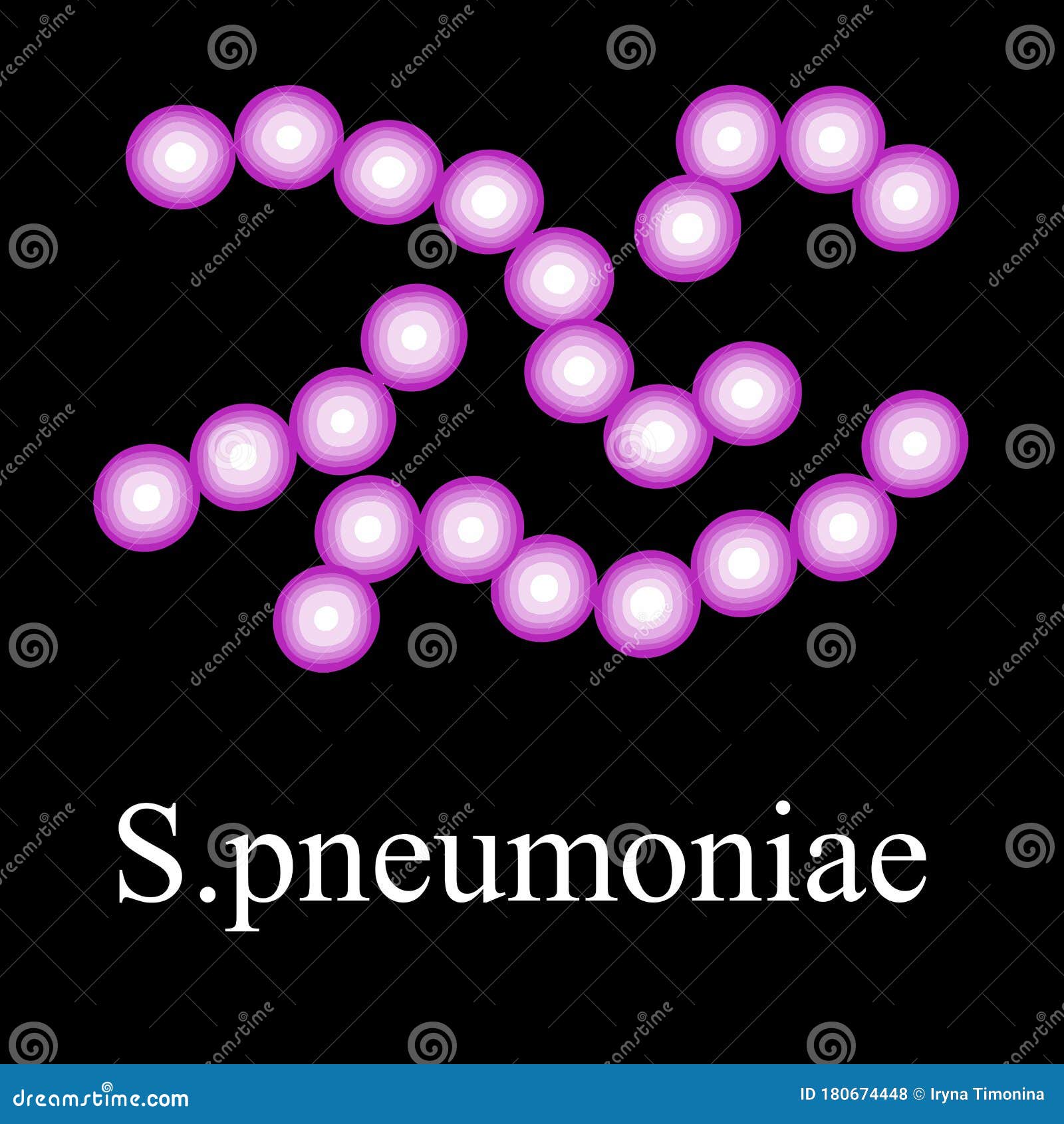 Pneumococci Structure. Bacteria Pneumococcus. Infographics. Vector ...