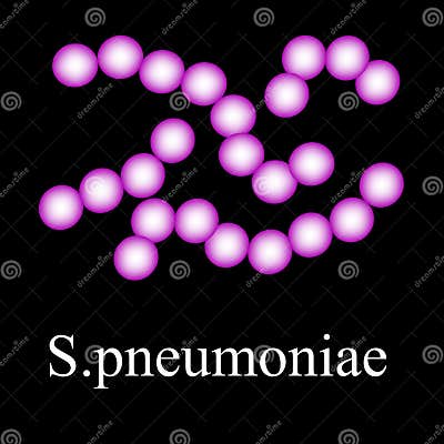 Pneumococci Structure. Bacteria Pneumococcus. Infographics. Vector ...