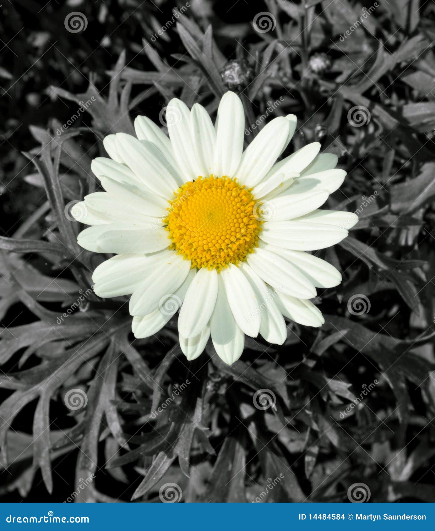 PNF da cor da margarida foto de stock. Imagem de fundo - 14484584