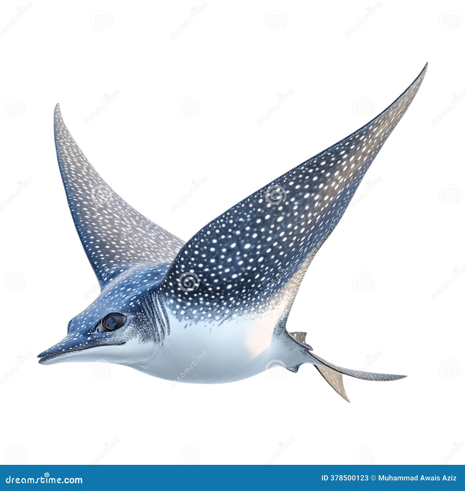 PNG Spotted Eagle Ray On Transparent Background Royalty-Free Stock ...