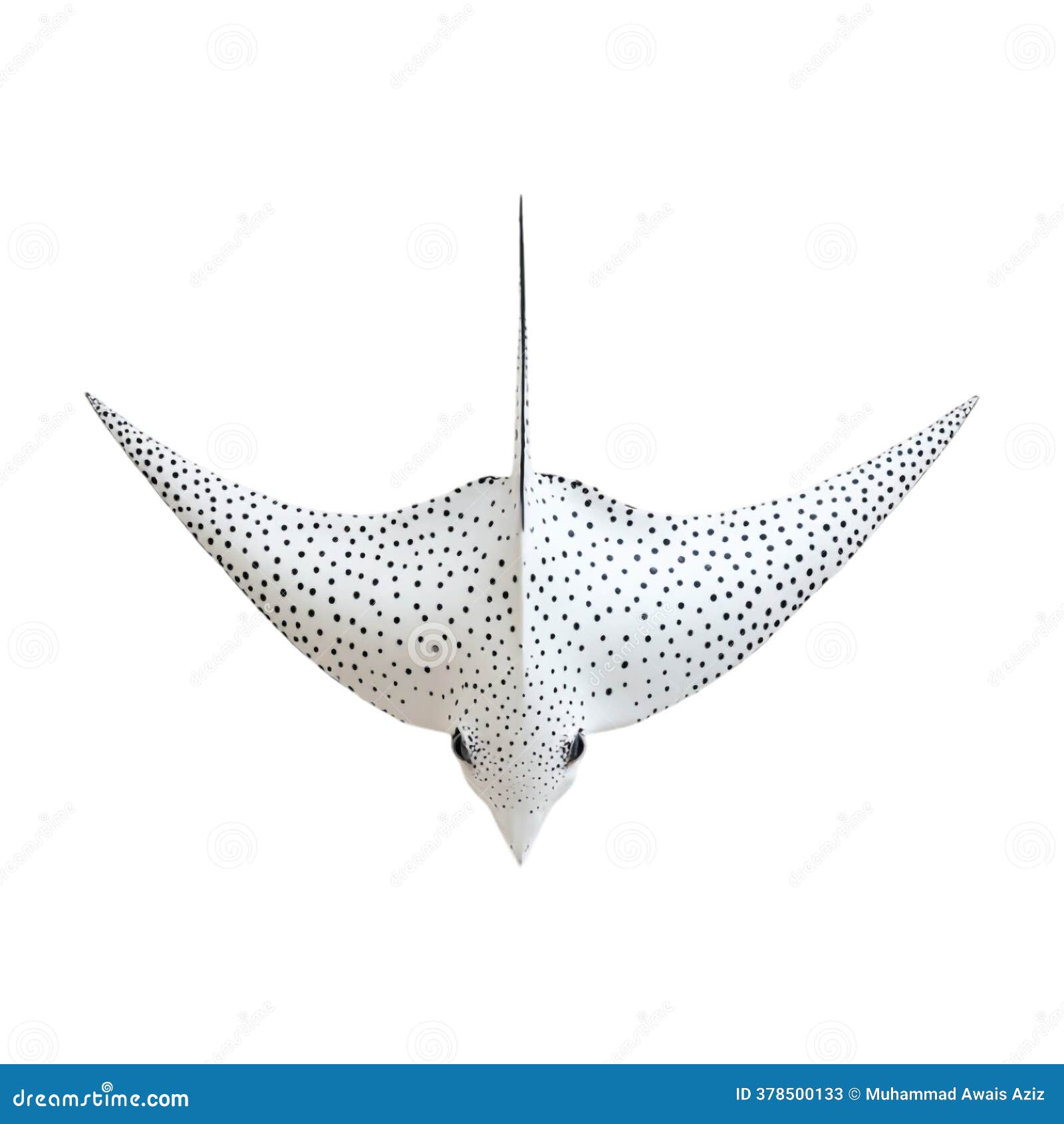 PNG Spotted Eagle Ray On Transparent Background Royalty-Free Stock ...